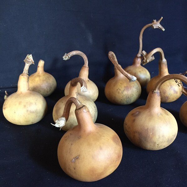Dried Gourds - Etsy