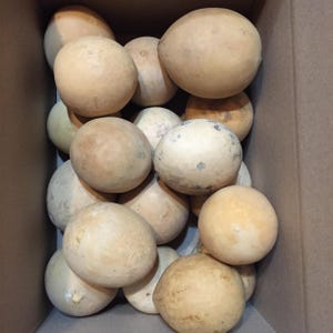 Set of Eighteen Small Round Ornamental Gourds for Crafting - Etsy