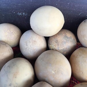 Set of Eighteen Small Round Ornamental Gourds for Crafting - Etsy