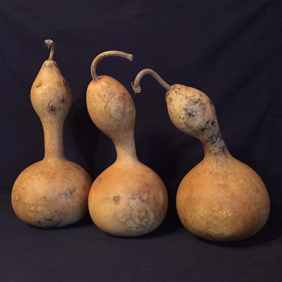Set of 3 Lump-in-neck Bottle Gourds for Crafting | Etsy
