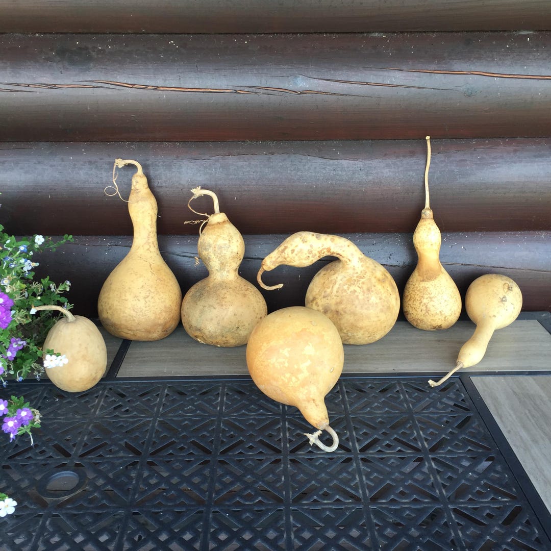 Assortment of Dried Gourds for Crafting - Etsy