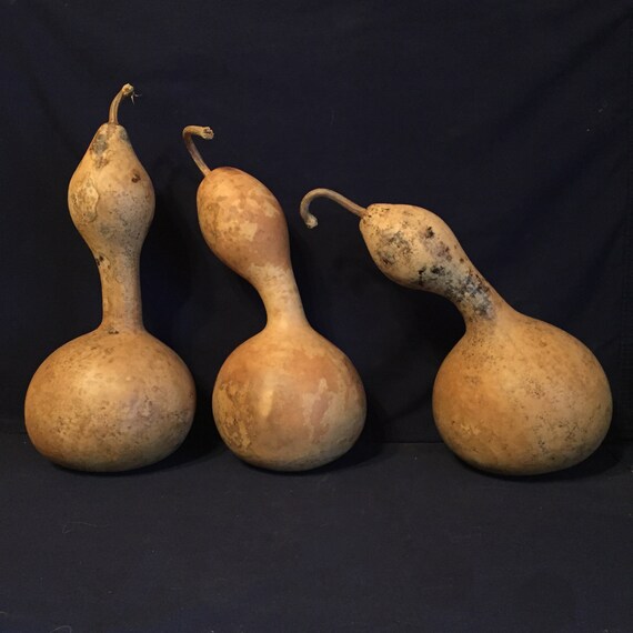 Set of 3 Lump-in-neck Bottle Gourds for Crafting | Etsy