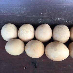 Set of Eighteen Small Round Ornamental Gourds for Crafting - Etsy
