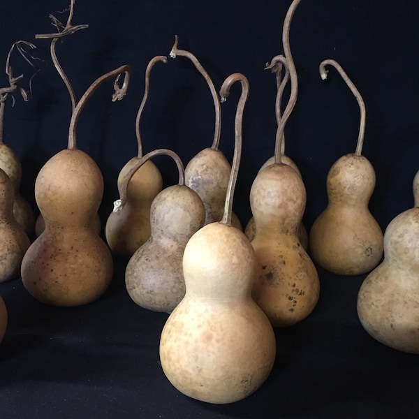 Dried Gourds - Etsy