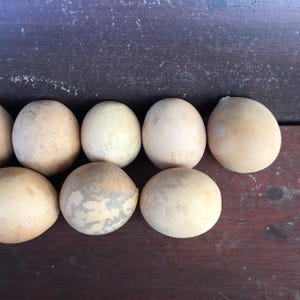Set of Eighteen Small Round Ornamental Gourds for Crafting - Etsy