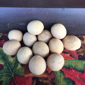 Set of Eighteen Small Round Ornamental Gourds for Crafting - Etsy