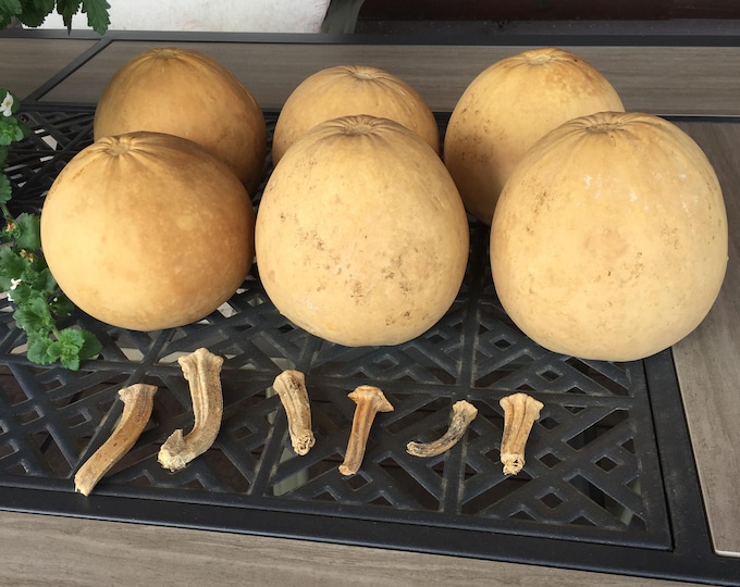 Set of Six Small Round Pumpkin Shape Gourds for Crafting - Etsy