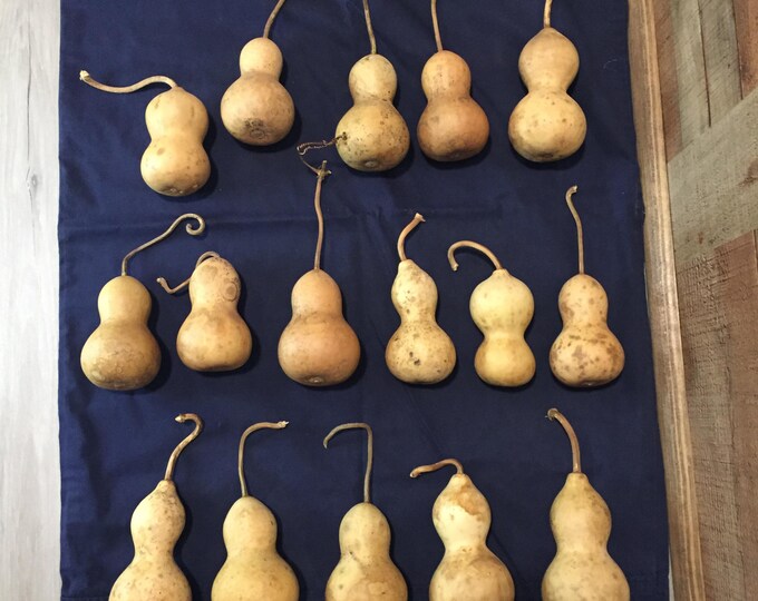 Set of 16 Dried Mini Bottle Gourds for Crafting - Etsy