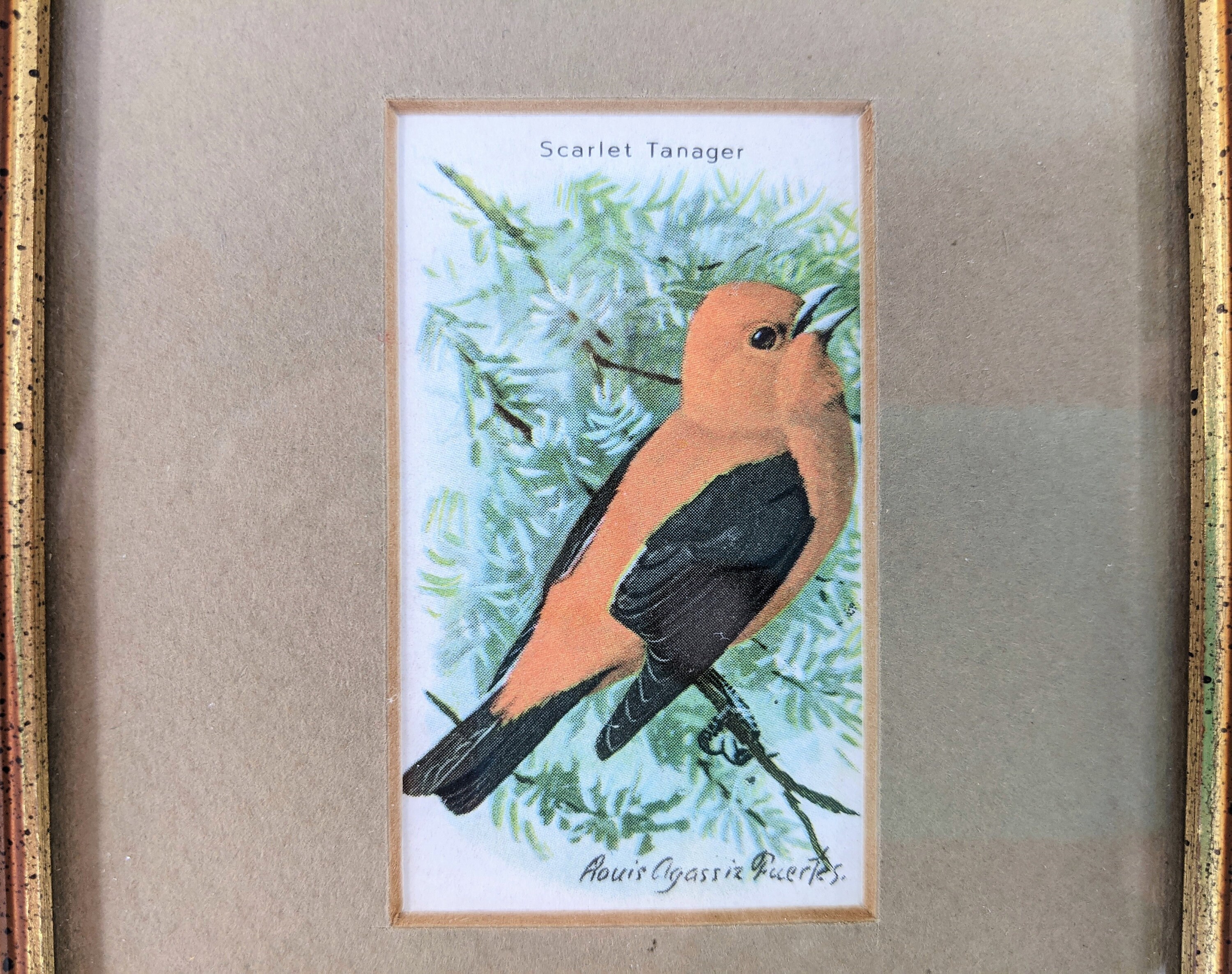 Scarlet Tanager Arm and Hammer Lithograph Card Framed Collectible ...