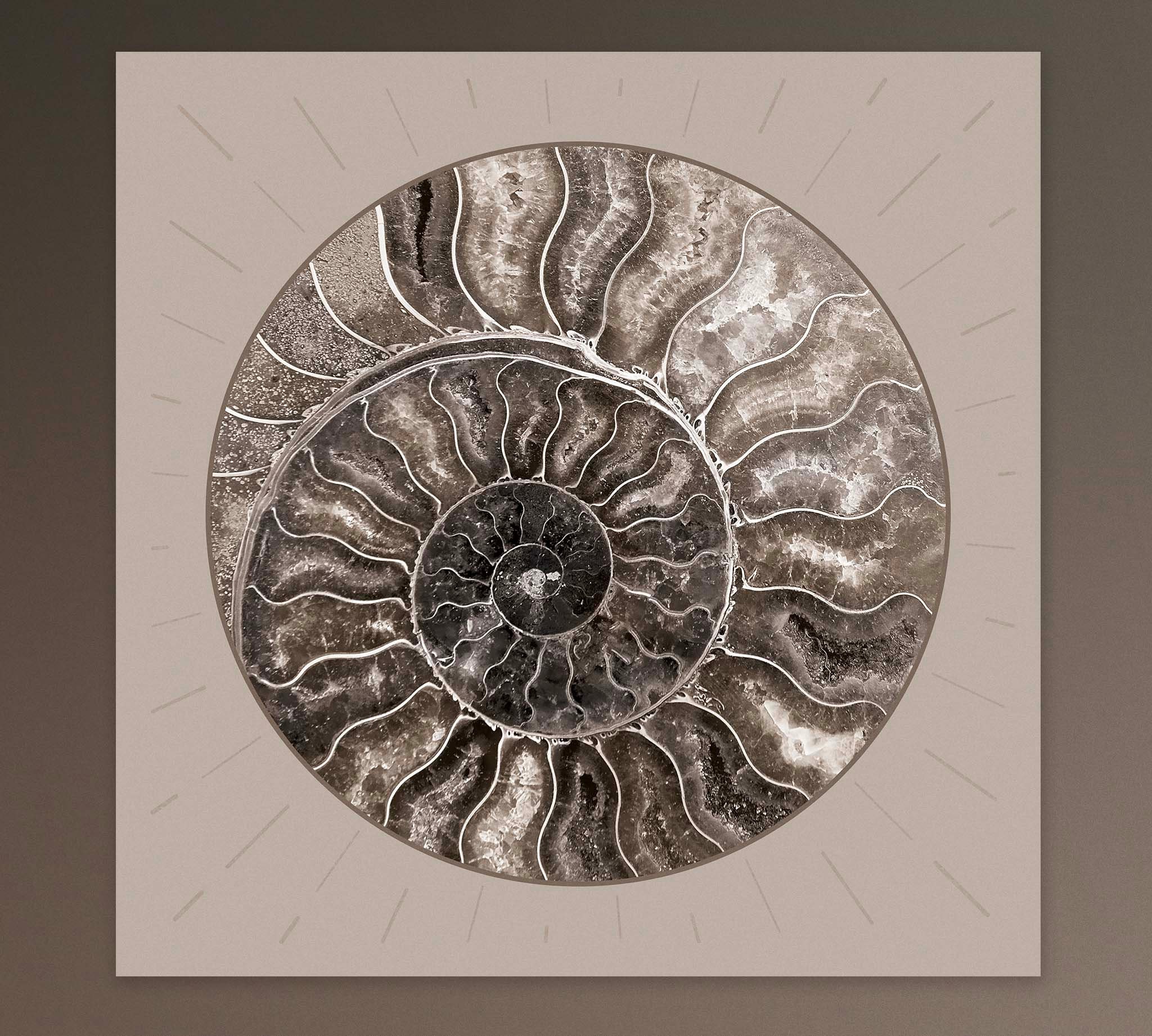 Fossil Ammonite, DIGITAL DOWNLOAD, Rock Wall Art in a Circle, Spiral ...