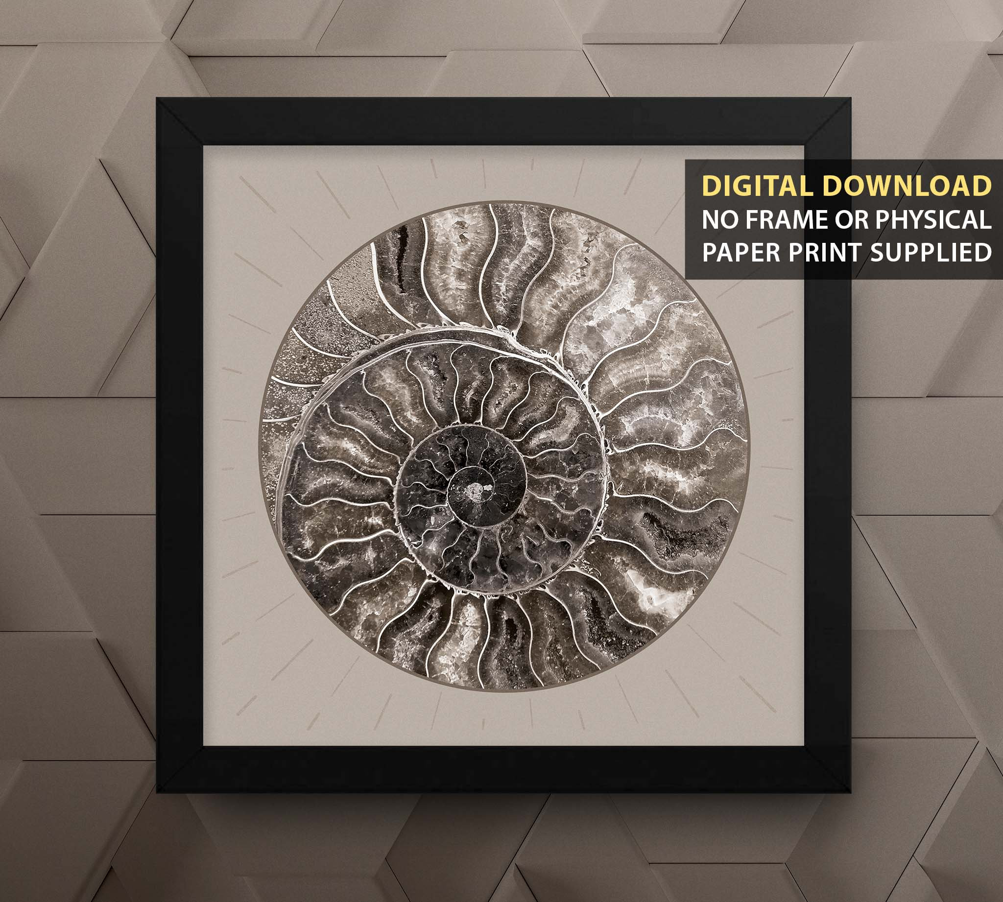 Fossil Ammonite, DIGITAL DOWNLOAD, Rock Wall Art in a Circle, Spiral ...