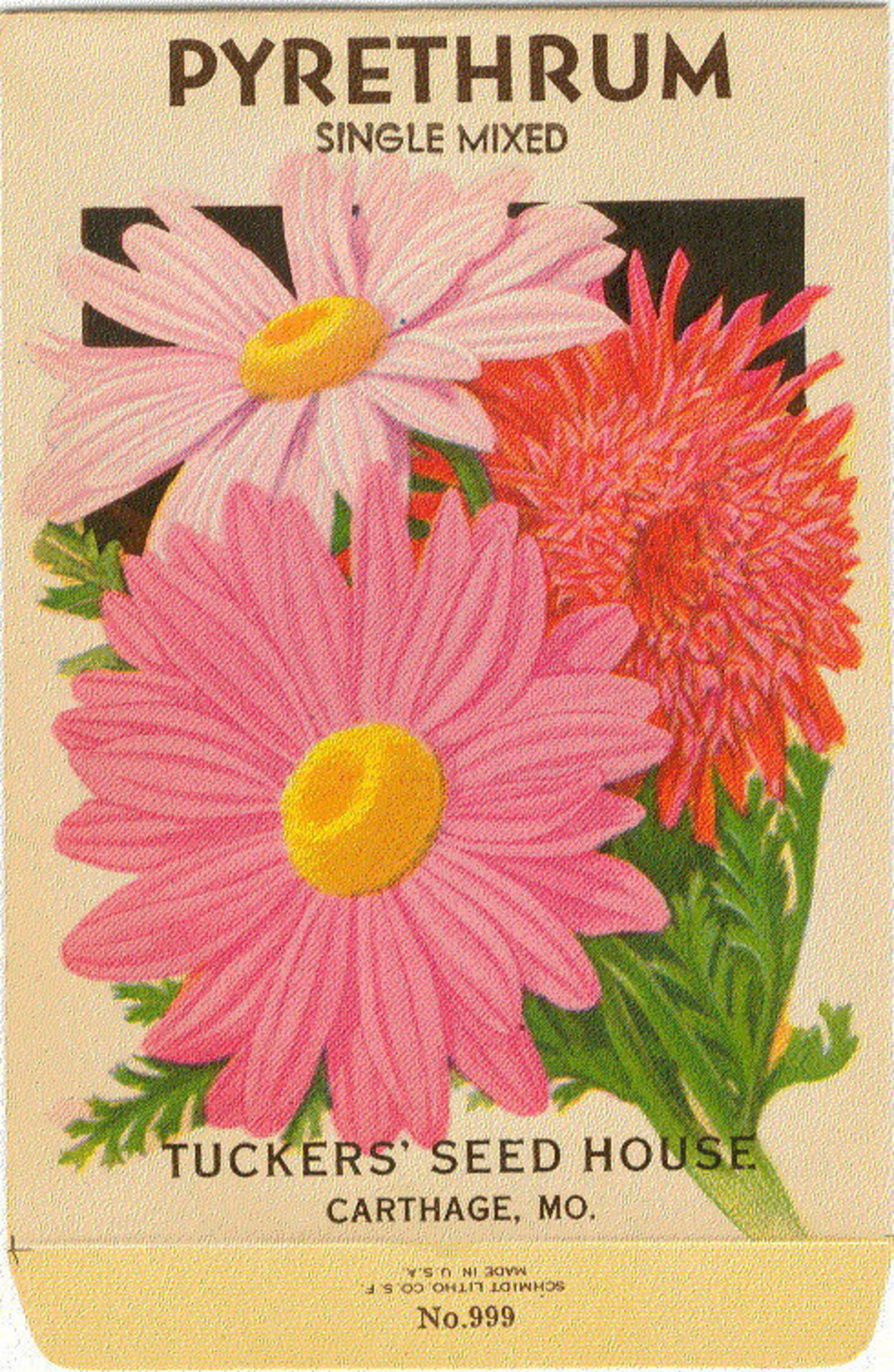 PYRETHRUM Vintage Flower Seed Packet no Seeds Original Lithograph - Etsy