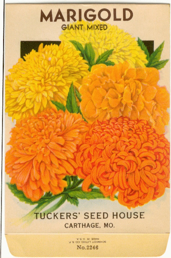 Marigold Seed Packet