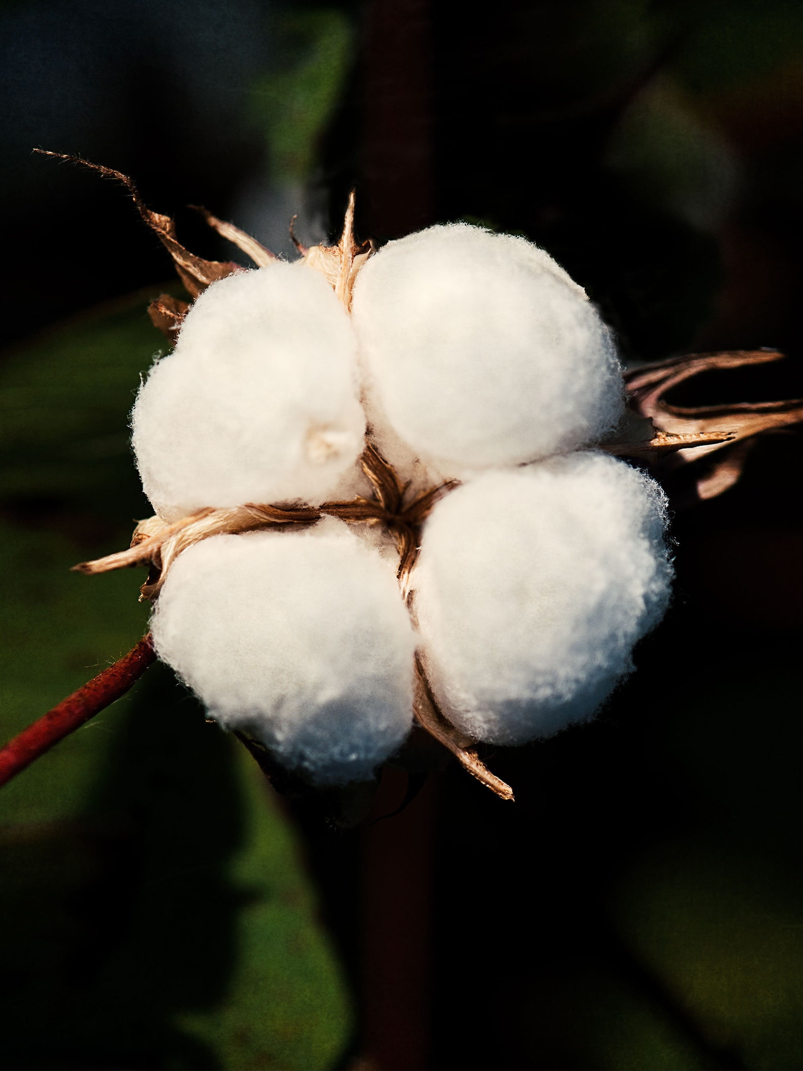 Cotton Boll Photograph, Fine Art Photography, Flower Wall Decor - Etsy