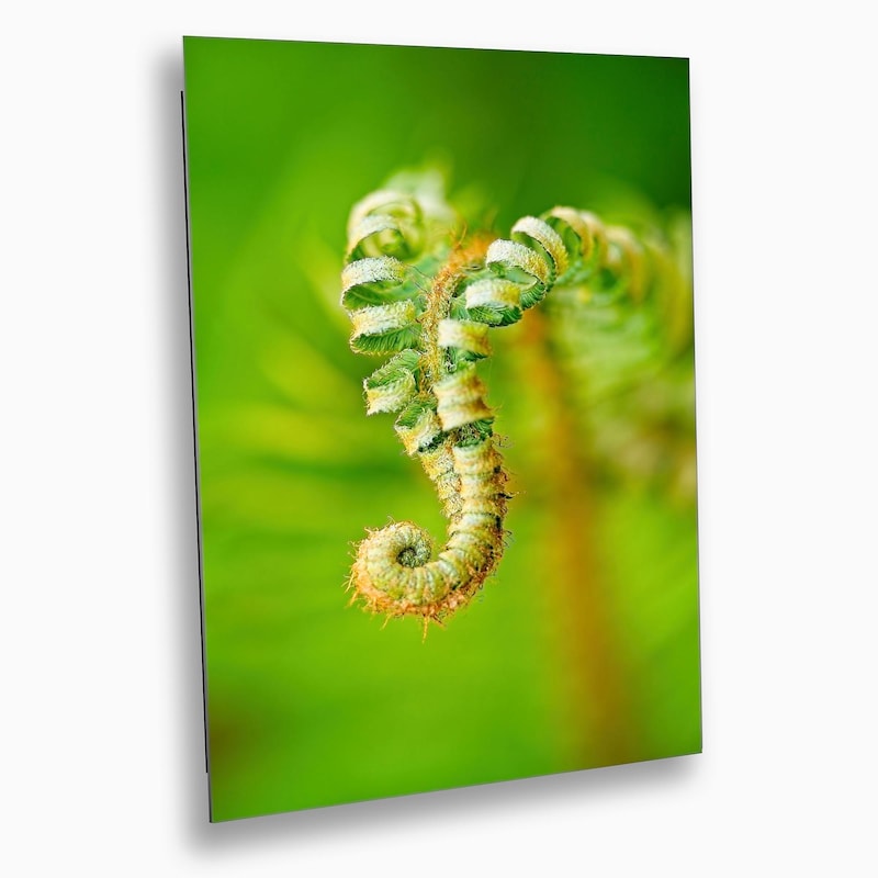 Pnw Ferns Art - Etsy