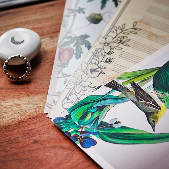 Champagne Supernova Drawing