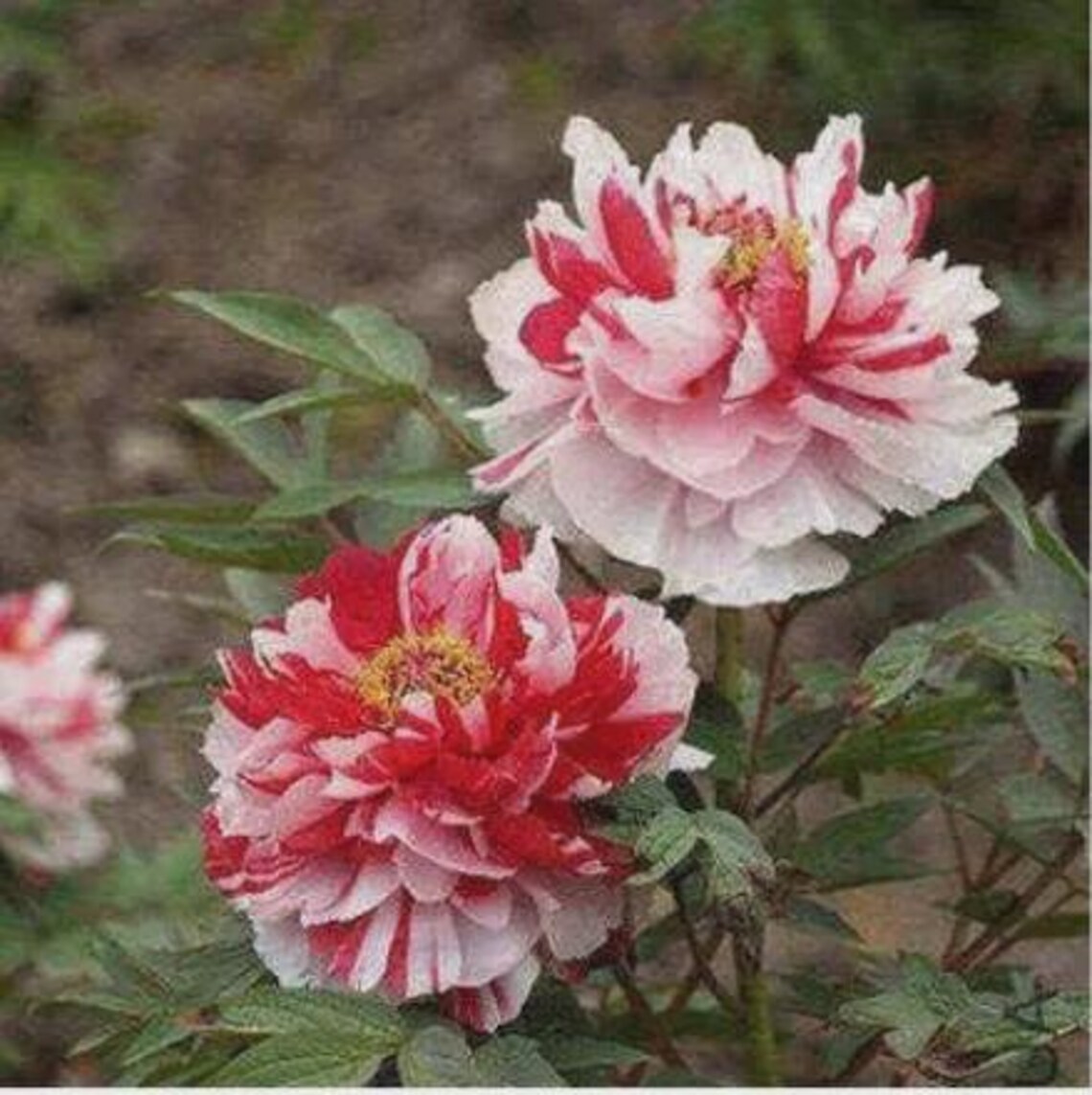 Peony 'silky Flag' Bi-colored Flower Seeds White Red Big Blooms Home ...