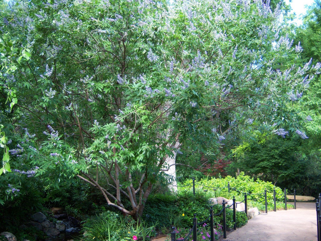 Chaste Tree Berries Powder, Vitex, Vitex Angus Castus, Dried Berries ...