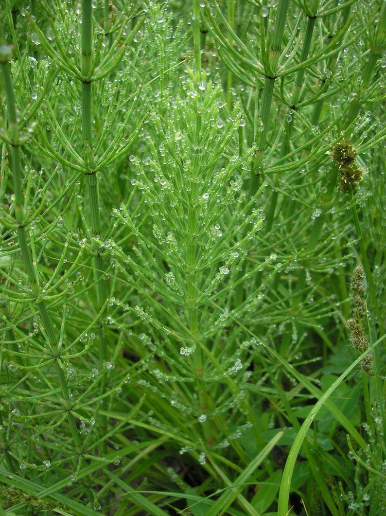 Shavegrass horsetail Leaf and Stem Equisetum Arvense - Etsy