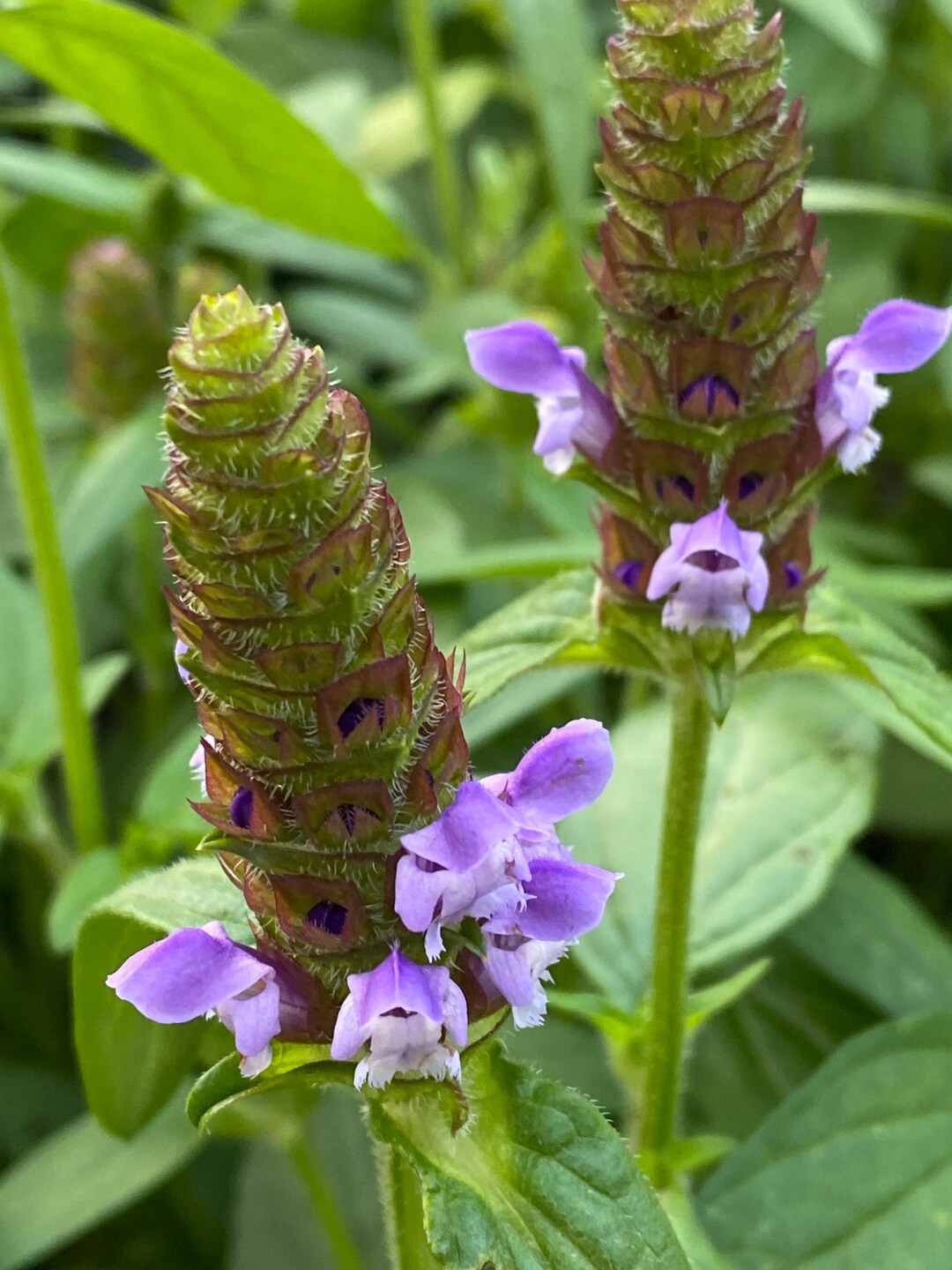 Self Heal, Heal All, Prunella Vulgaris, Dried Leaves, Organic, Garden ...