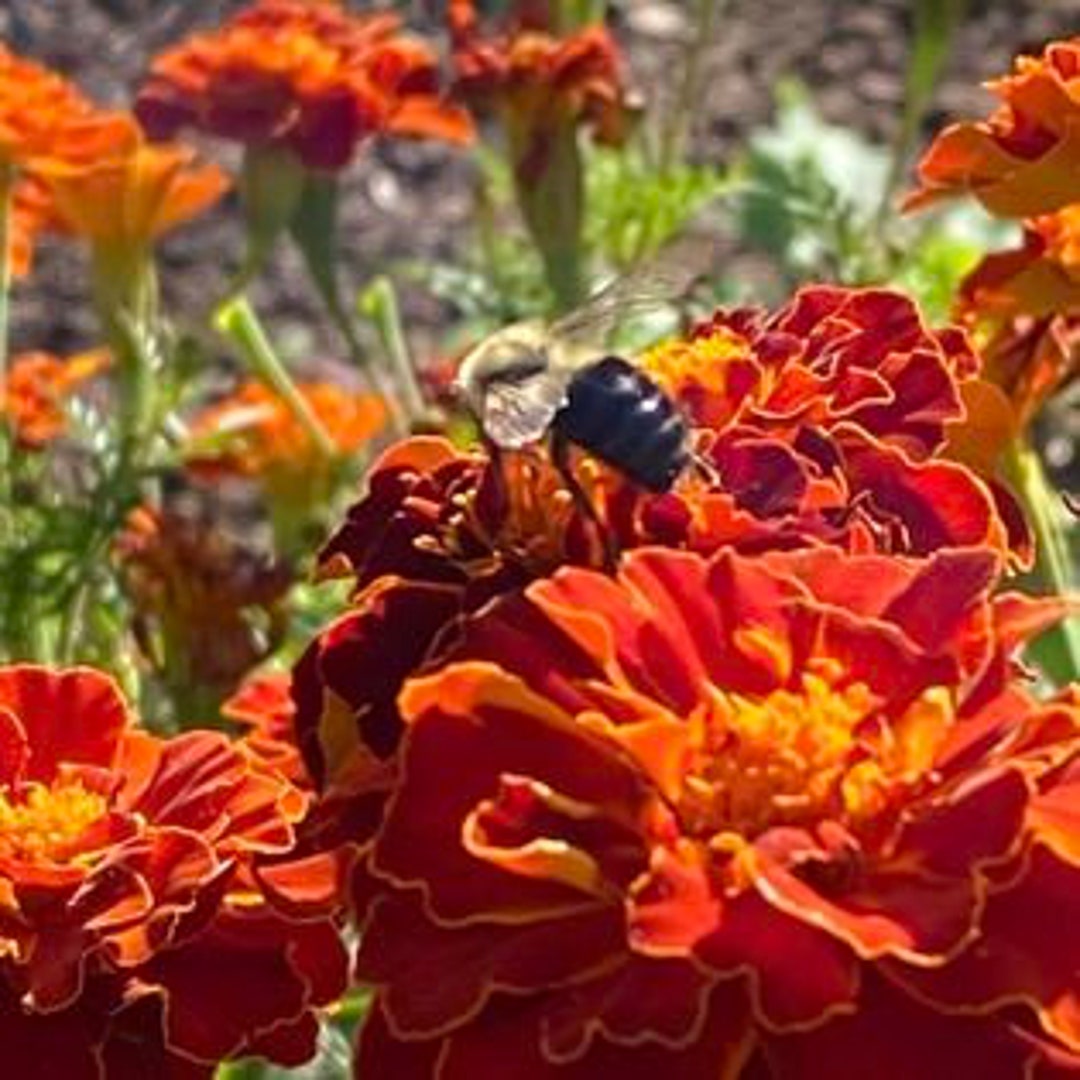 Marigold French Mix Flower Seeds | Organic | Heirloom | Pollinator ...