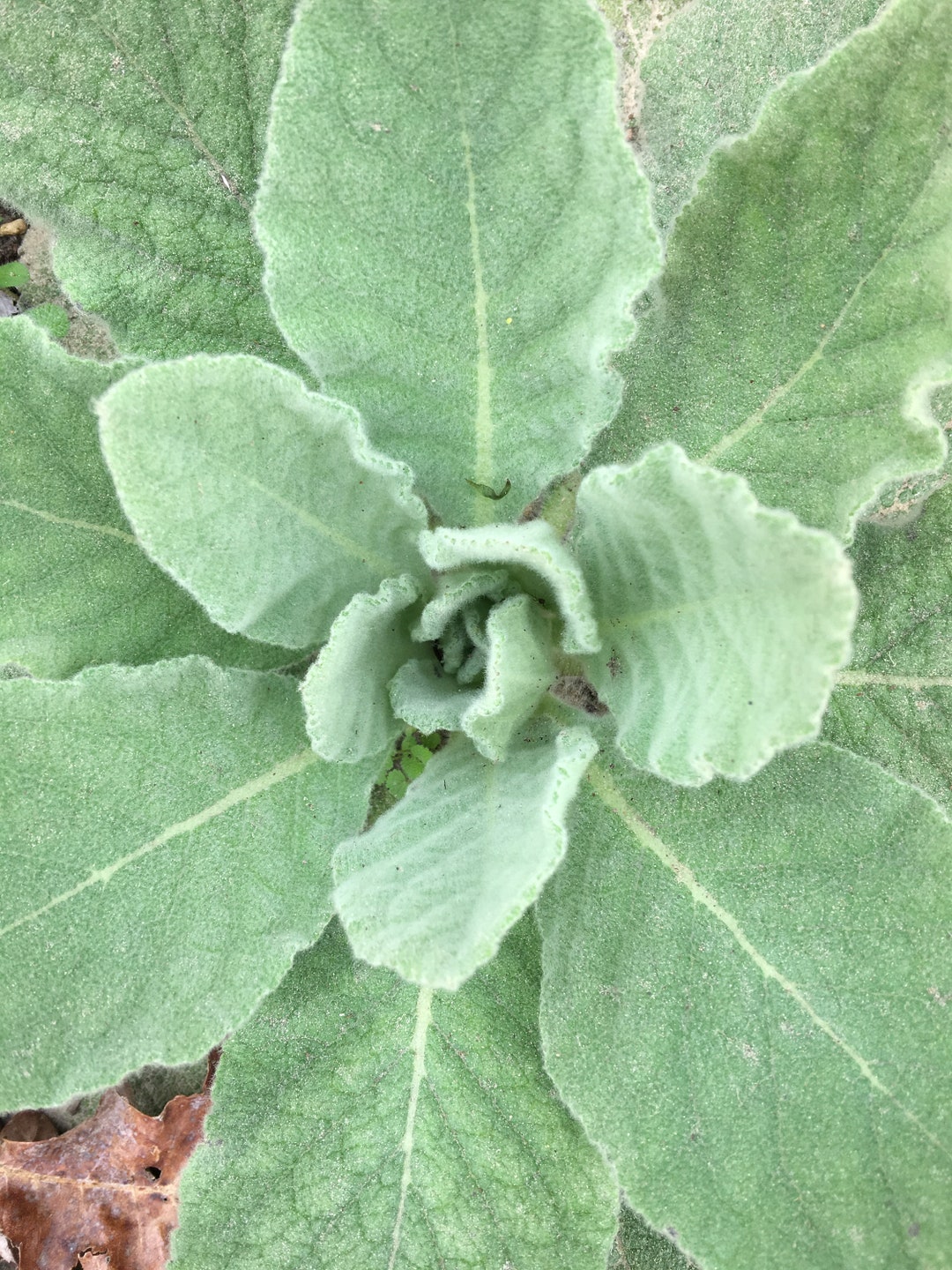Mullein, Verbascum Thapsus, Dried Leaves, Organic, Garden Grown - Etsy
