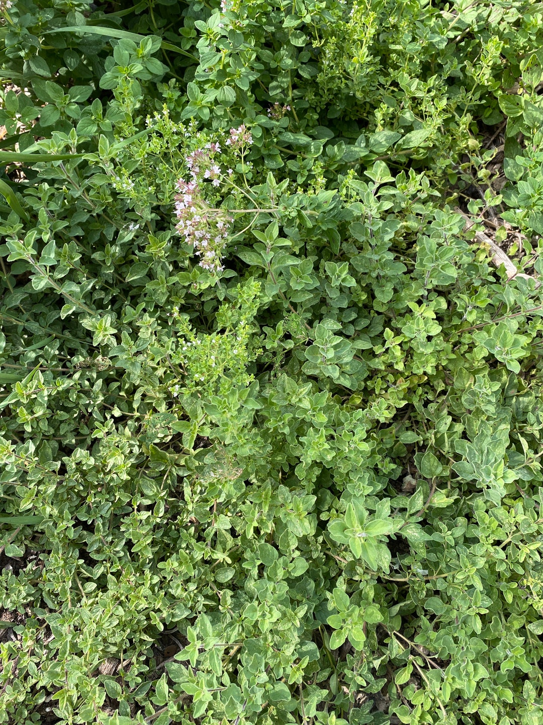Greek Oregano, Origanum Genus, Dried Leaves, Organic, Garden Grown - Etsy