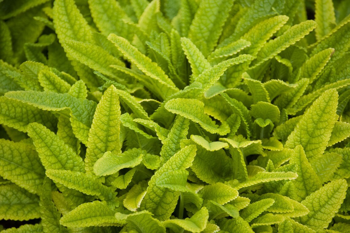 Wood Betony Herb, Stachys Officinalis, Dried Herb - Etsy