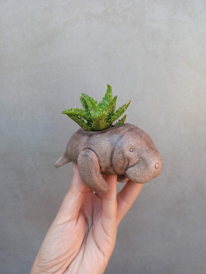Small cute manatee planter ceramic planter animal planter - Etsy Canada