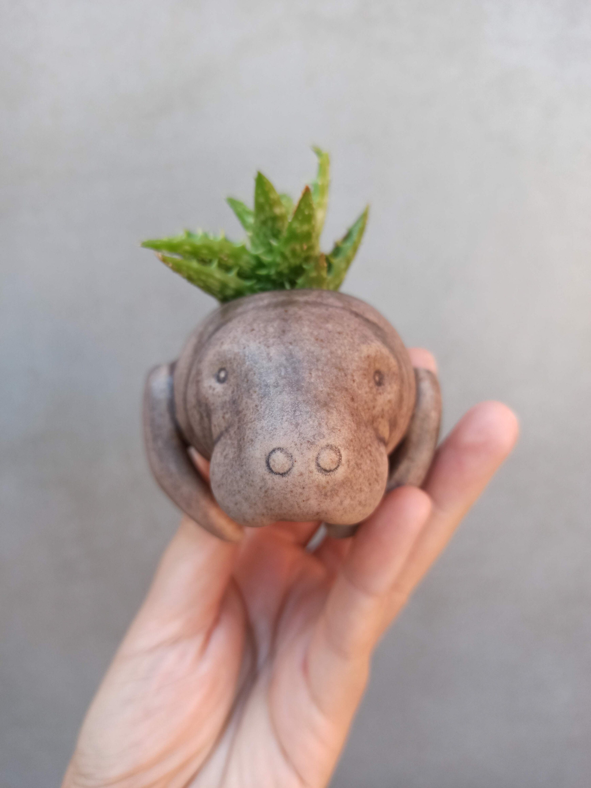 Small cute manatee planter ceramic planter animal planter - Etsy Canada