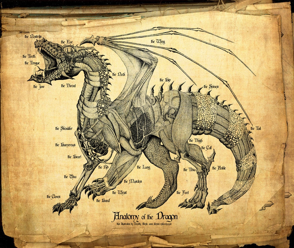 Dragon Anatomy