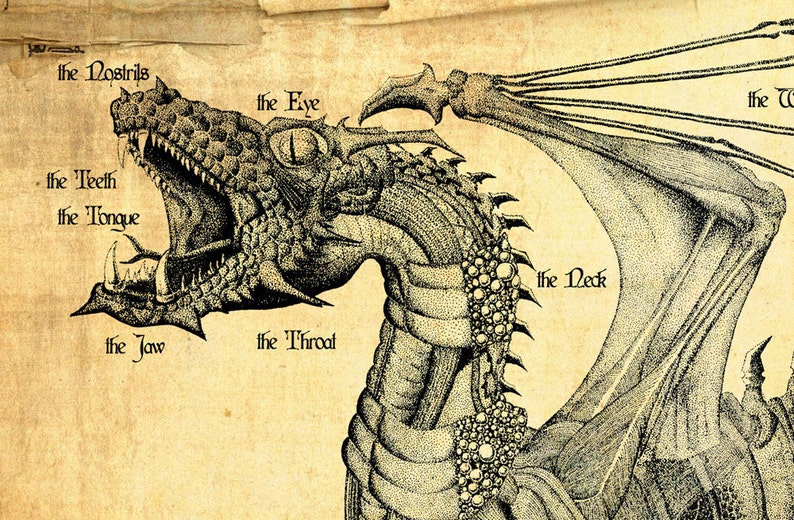 Dragon Anatomy 24x36 Canvas Print - Etsy