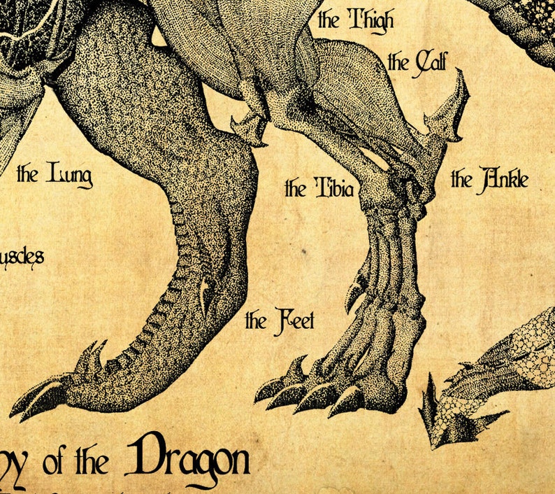 Dragon Anatomy 24x36 Canvas Print - Etsy