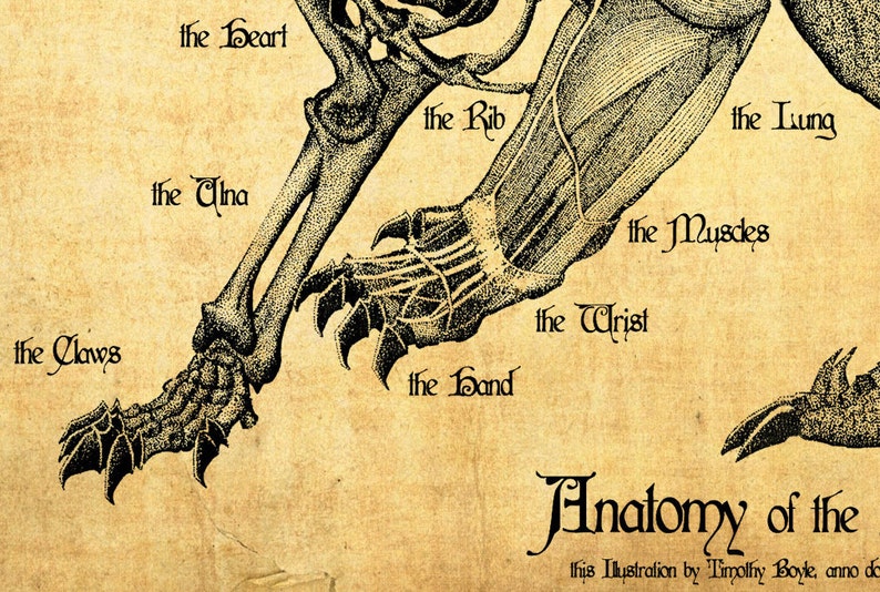 Dragon Anatomy 24x36 Canvas Print - Etsy