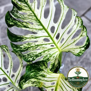 Variegated Monstera Devil Monster Rooted Node Cutting | Rare Collector ...