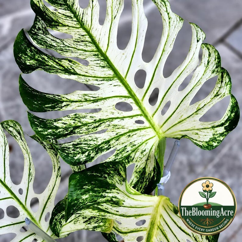 Variegated Monstera Devil Monster Rooted Node Cutting | Rare Collector ...