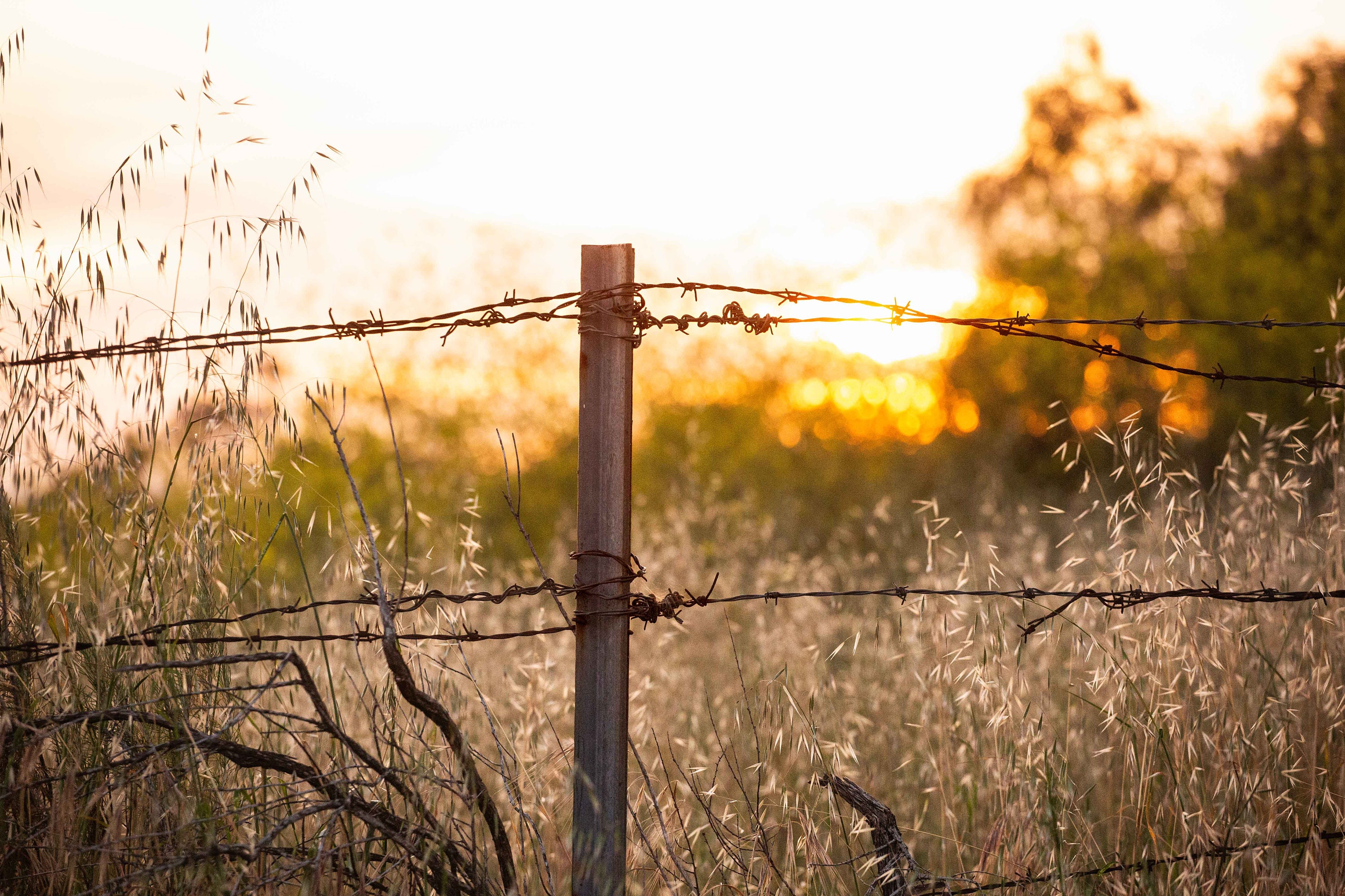 Barbed Wire Fence at Sunset Etsy UK