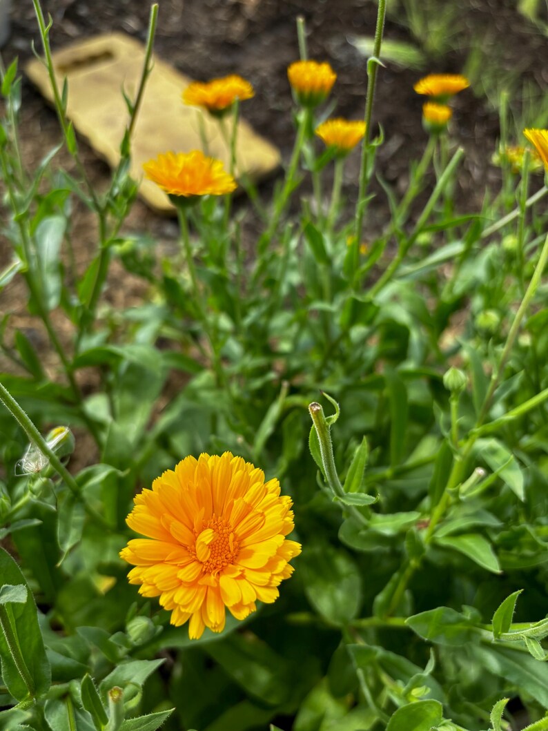 Dried Calendula Officinalis - Etsy