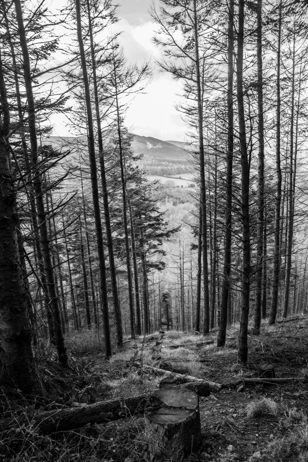 Irish Landscape Photography Print of an Irish Forest in Autumn - Etsy