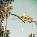 DON THE BEACHCOMBER - Art Photography Print - Orange County California ...