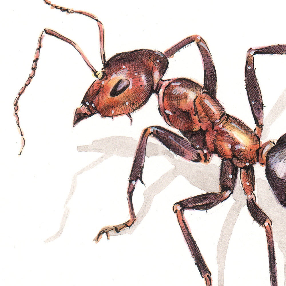 Original Insect Painting of a Red Ant, Formica Pallidefulva. Watercolor ...