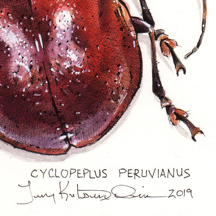Original Art, Painting of an Insect, the Beetle, Cyclopeplus Peruvianus ...