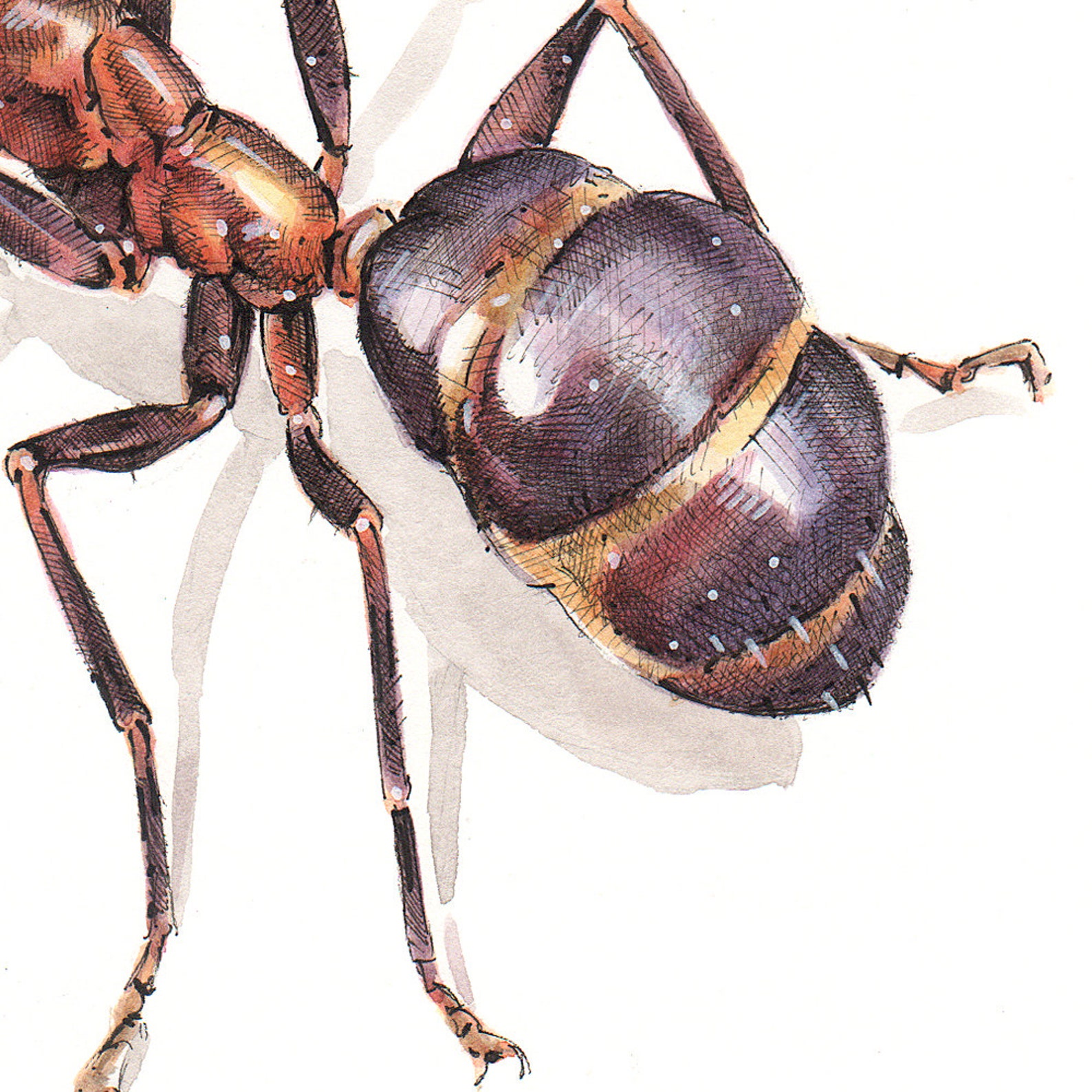 Original Insect Painting of a Red Ant, Formica Pallidefulva. Watercolor ...