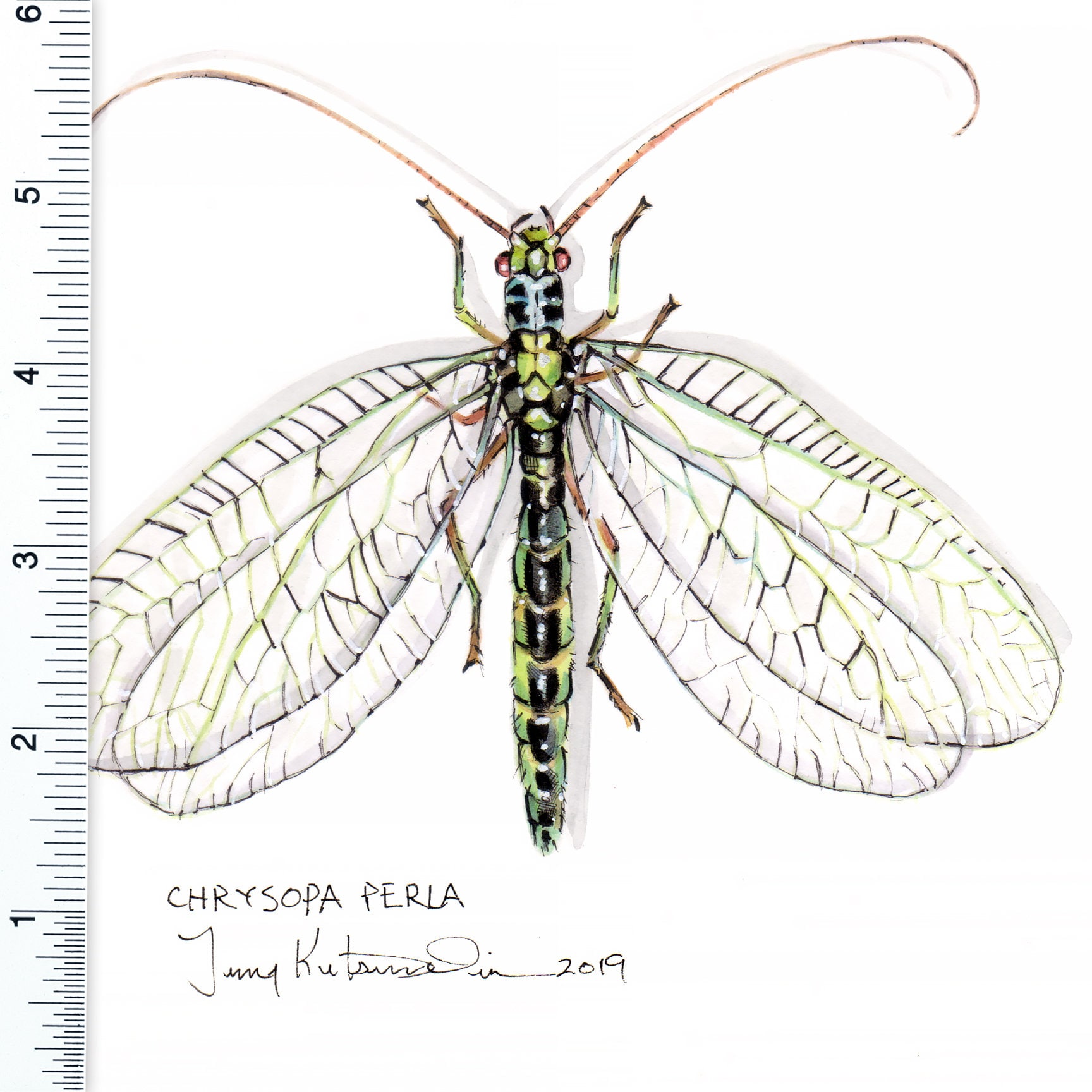 Original Insect Painting of a Green Lacewing, Chrysopa Perla ...