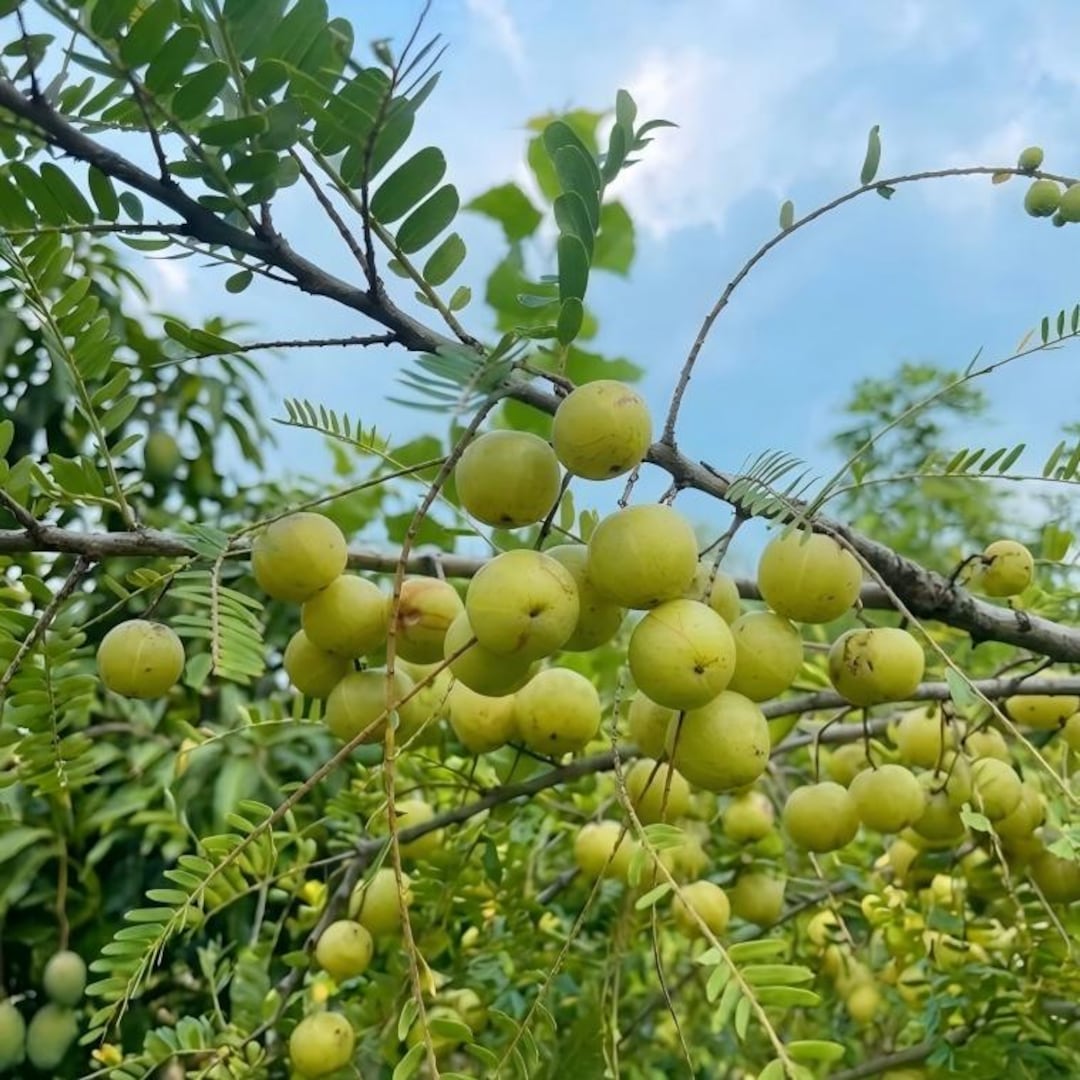 Grafted Amla Tree Bare Root - Indian Gooseberry, Superfruit Tropical ...