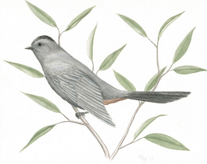 Original Bird Painting, Gray Catbird Illustration, Nature Wall Art ...