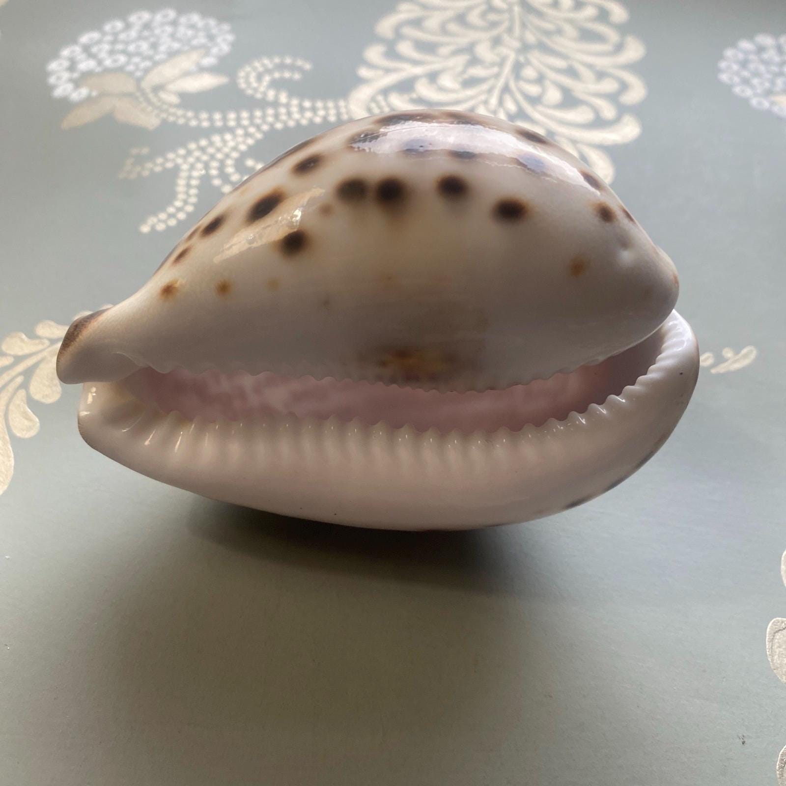 Vintage Seashell With the Lords Prayer Embossed. 3.5 X 2.5 Inches. A ...