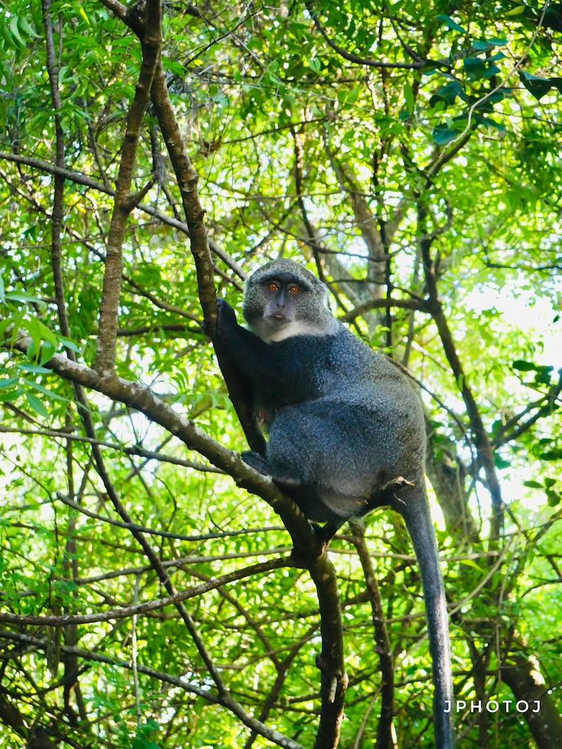 Blue Monkey Portrait – Tanzania (digital Download Print) - Etsy
