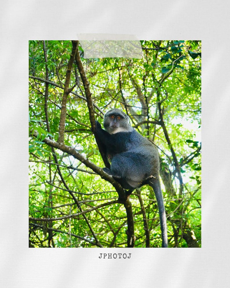 Blue Monkey Portrait – Tanzania (digital Download Print) - Etsy