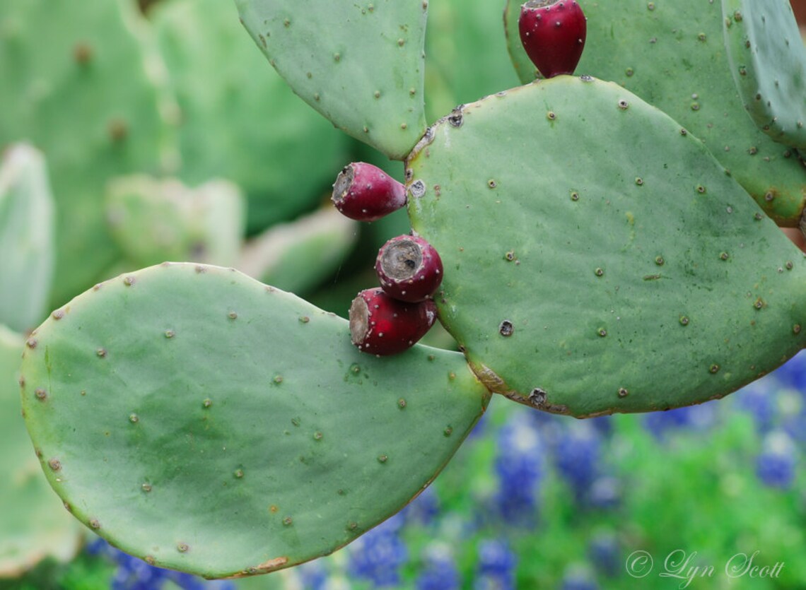 Cactus Berries, Landscape Photography, Texas, Hill Country, Cactus ...